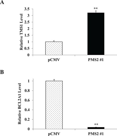 Functional Role Of Dna Mismatch Repair Gene Pms2 In Prostate Cancer