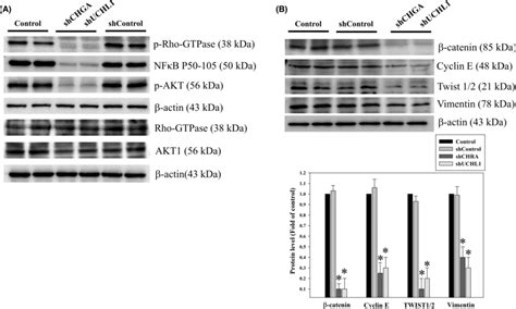 The Effect Of Chromogranin A Chga And Ubiquitin Carboxyl‐terminal