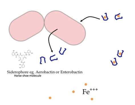 Pos Bacterial Pathogenicity Flashcards Quizlet
