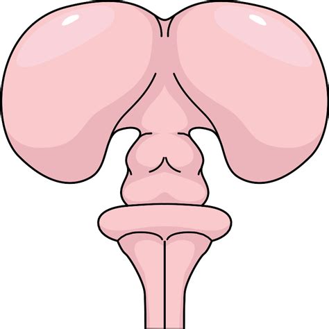 Mouse Forebrain Front Figure Science Figures