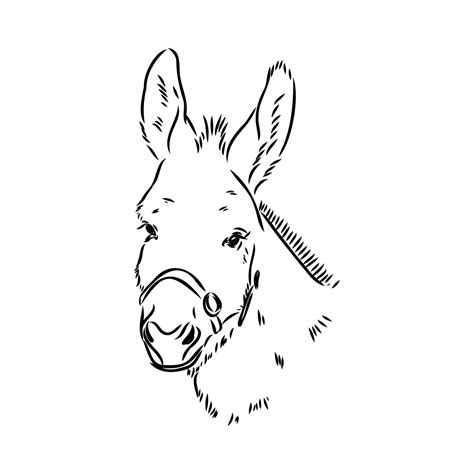Skizze Des Esels Handgezeichnete Illustration Eselvektor Premium Vektor