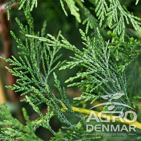 Chiparos Leylandii 40 Cm Agrodenmar Ro