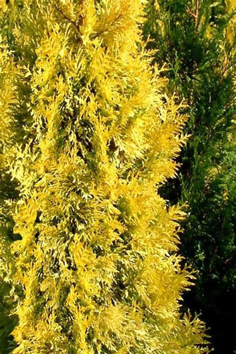 Buy Golden Spire Arborvitae Thuja Plicata Free Shipping Wilson