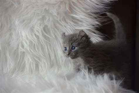Cat Feline Fur Free Photo On Pixabay Pixabay Cat Feline Fur Free Photo On Pixabay Pixabay