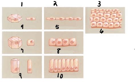 Chapter 4 Figure 4 1 Classification Of Epithelial Tissues Based On The
