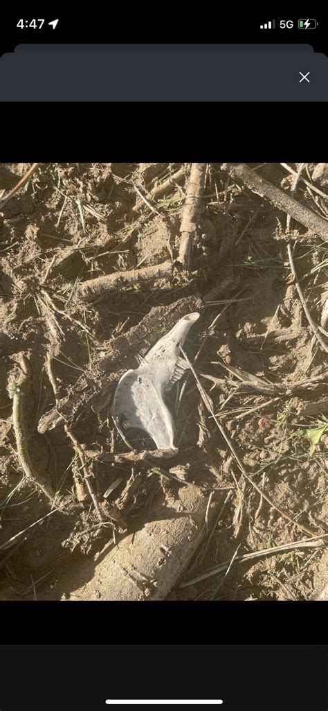 Can Anyone Identify This Jawbone Rbonecollecting