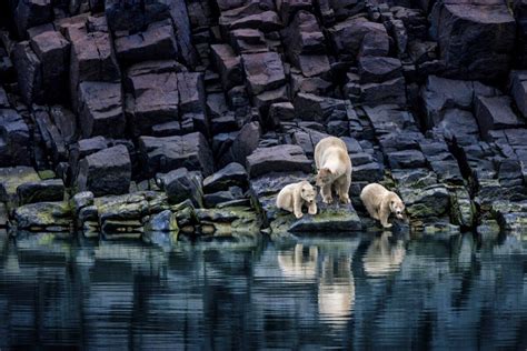 National Geographics Paul Nicklen Opens Soho Gallery To Inspire Eco