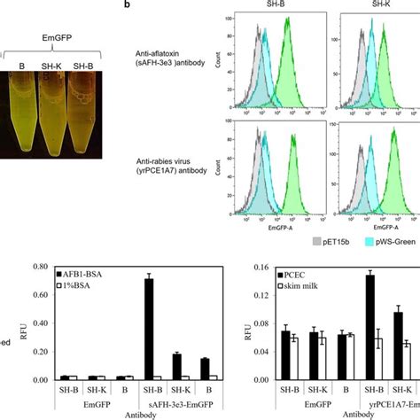 Properties Of Scfv Emgfp Generated From Different E Coli Expression
