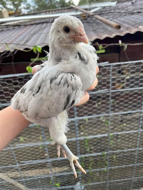 Splash Ameraucana Chicken For Sale Cackle Hatchery®