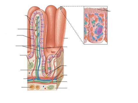 Villus Anatomy Diagram Quizlet Villus Anatomy Diagram Quizlet