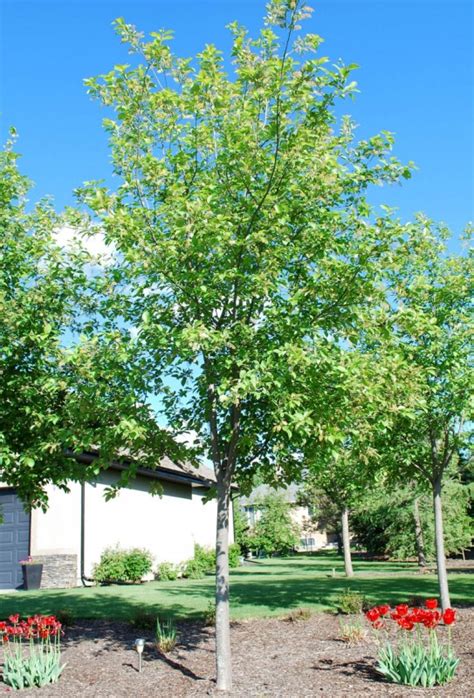 Schubert Chokecherry Kiwi Nurseries