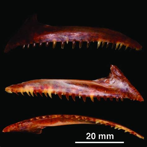 Entire Body Of Pleuronectiformes D 1 Left View Spl 20152 D 2 Right