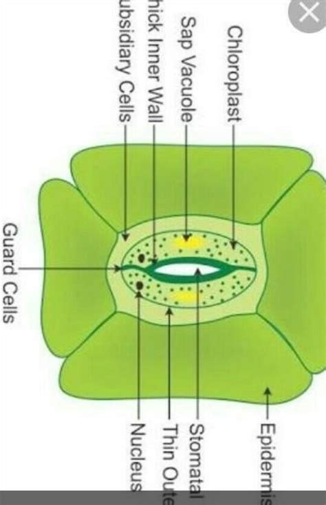What Are Stomata Draw A Labelled Diagram Of Stomata Write Two