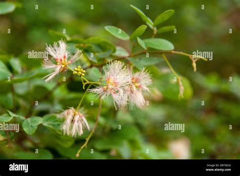 Close Up Of A White Wild Flower Of Guamúchil Tree Pithecellobium Dulce