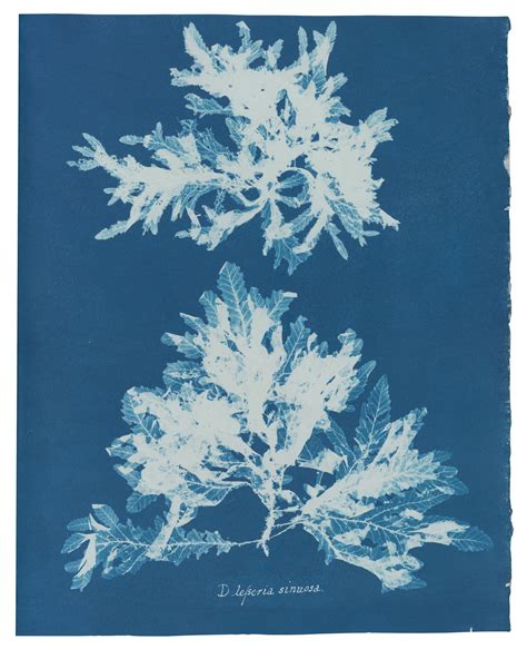 Anna Atkins And The Algae How The First Photobook Was Made In The Mid