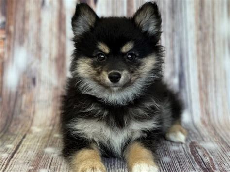 Pomsky Puppies Petland Bradenton