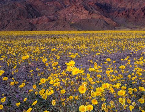 See The ‘super Bloom Bringing Life To Death Valley National Geographic