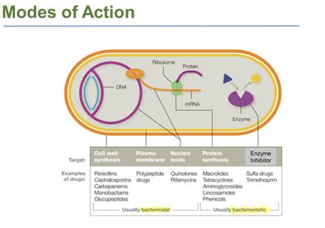 Exam 3 Antimicrobial Drugs Flashcards Quizlet