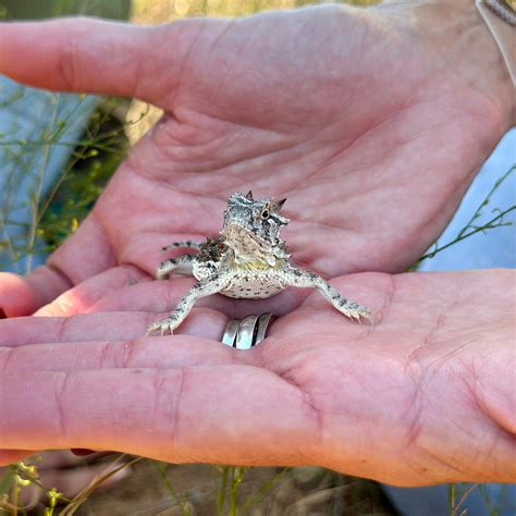 Pin Texas Horned Lizard Horned Lizard Scientific Illustration Art