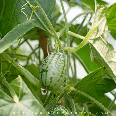 How To Grow Cucamelons Growing In The Garden
