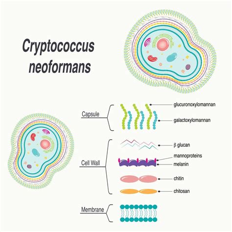 Cryptococcus Neoformans Diagram 7165637 Vector Art At Vecteezy