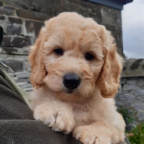 Can You Breed A Cockapoo With A Cocker Spaniel