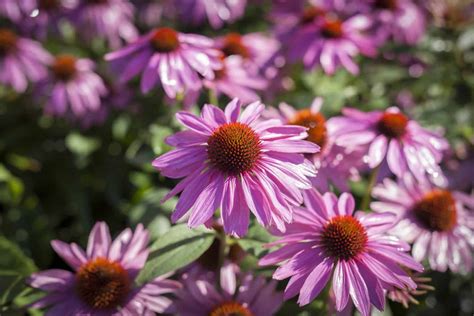Beat The Heat 10 Stunning Flowers That Thrive In Hot Weather Gardens