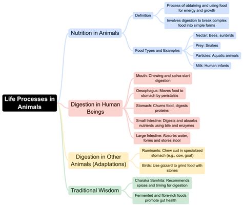 Class 7 Science Chapter 9 Mindmap Life Processes In Animals