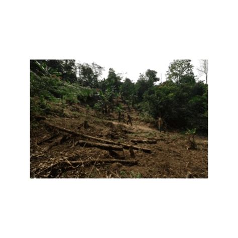 Deforestation A Call To Save Our Planet