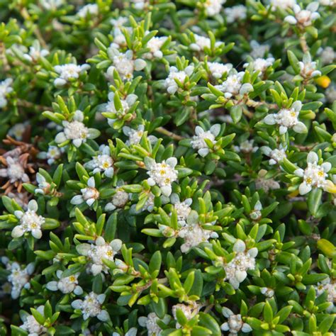 Spyridium Phylicoides · Inaturalist