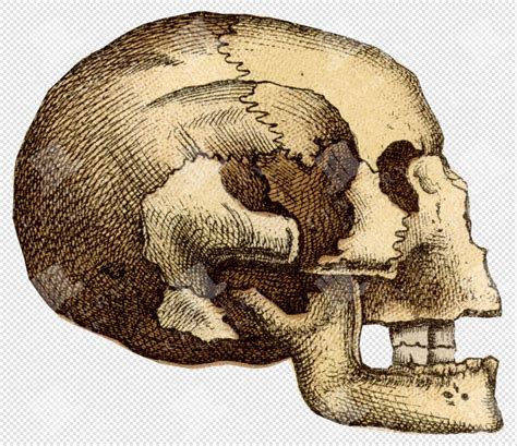 Human Skull In Profile Anatomical Side View With Visible Sutures