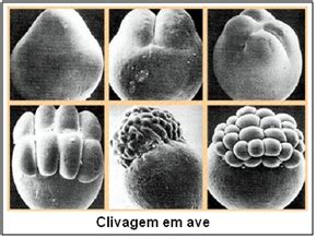 Blog De Biologia Embriologia