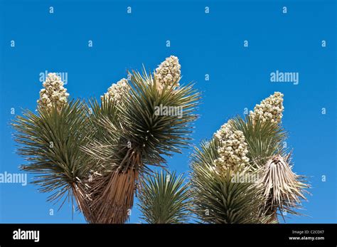 California Blooming Joshua Tree Yucca Brevifolia Joshua Tree