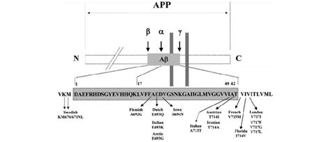App Mutations And Their Relationship To The Major Cleavage Sites And A
