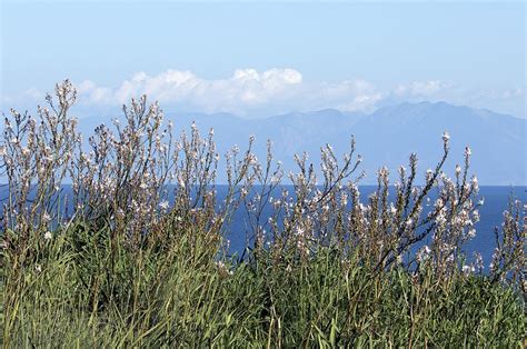 Asphodel Meadows