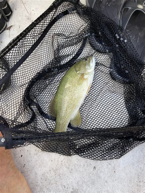 Can Anyone Identify This Fish Rfishing