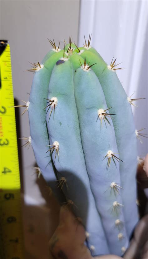 Hyperspace Pixie Scrolller