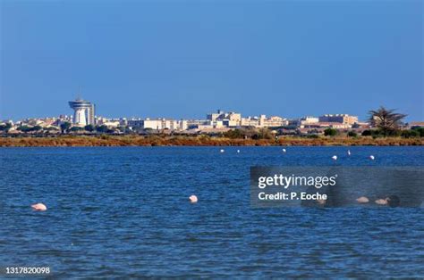 Flamingos City Photos And Premium High Res Pictures Getty Images