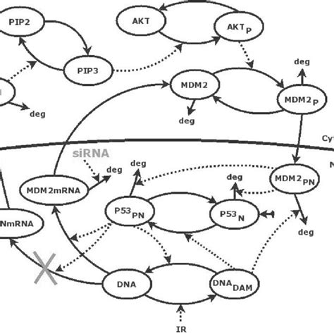 Model Of The P53 Mdm2 Signaling Pathway With Pten Production Blockade Download Scientific