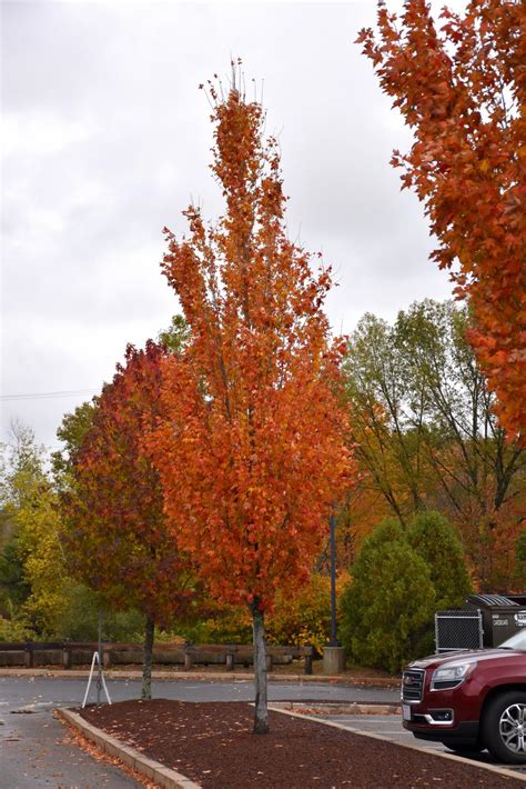 Maple Armstrong Gold Shade Trees Trees Plants And Flowers
