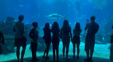Oceanário De Lisboa E O Tubarão Sempre A Sorrir Há 25 Anos