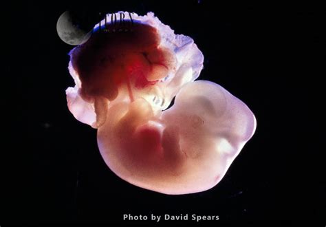 Rat Embryo Sasy Images