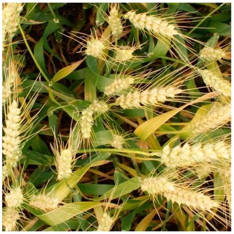 Real Time Detection For Wheat Head Applying Deep Neural Network