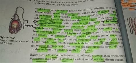 Cnidocytes Two Basic Body Forms