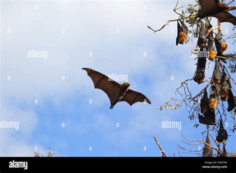 The Grey Headed Flying Fox Pteropus Poliocephalus Is A Megabat Native