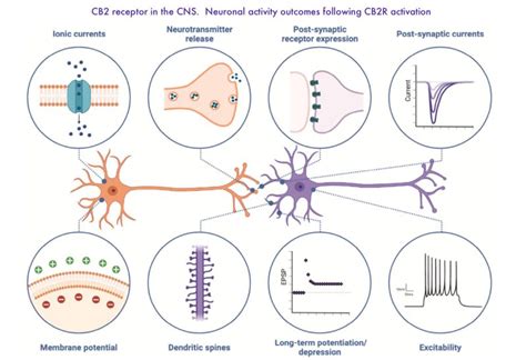 Philip W Blair Md On Linkedin Cb2 Receptor In The Cns Despite Low
