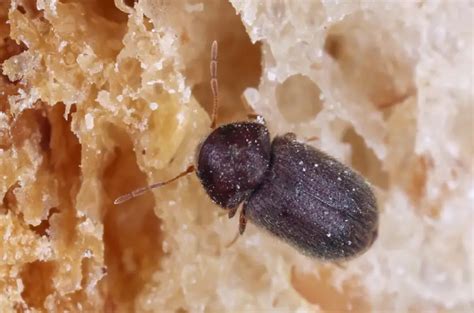 34 Types Of Bathroom Bugs Identification And Pictures