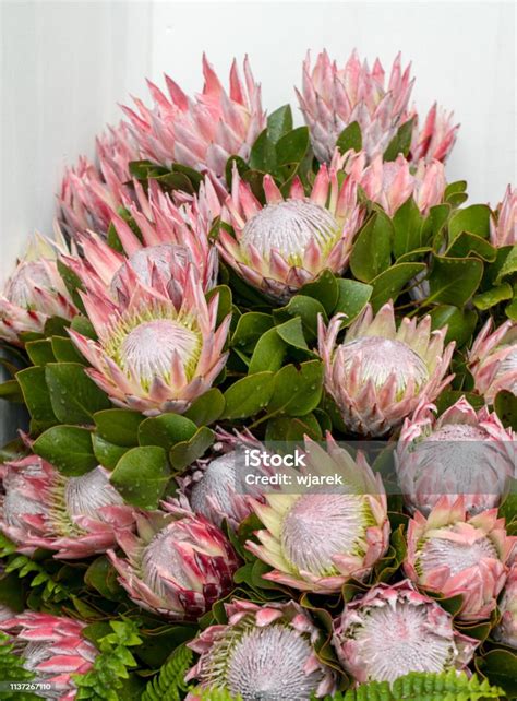 El Rey Protea O Protea Cynaroides La Flor Nacional De Sudáfrica Foto De Stock Y Más Banco De