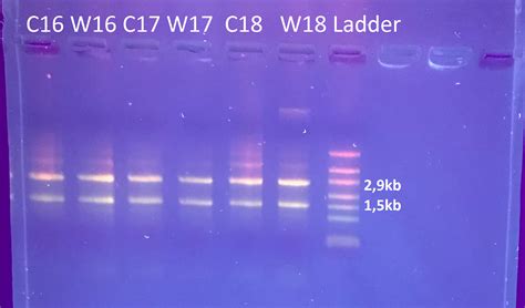 Teamuppsalatranscriptomicstotal Rna Purification
