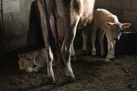 Are Twin Cows Sterile • The Prairie Homestead